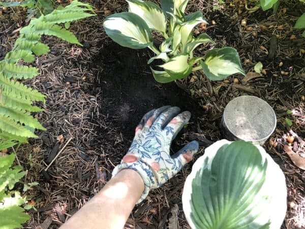 23 Beautiful variegated hostas to plant