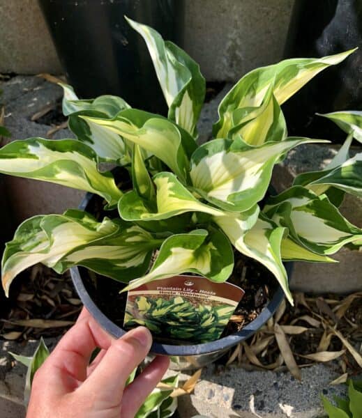 23 variegated hostas 🌿 🎨 A symphony of patterns and colors for the garden