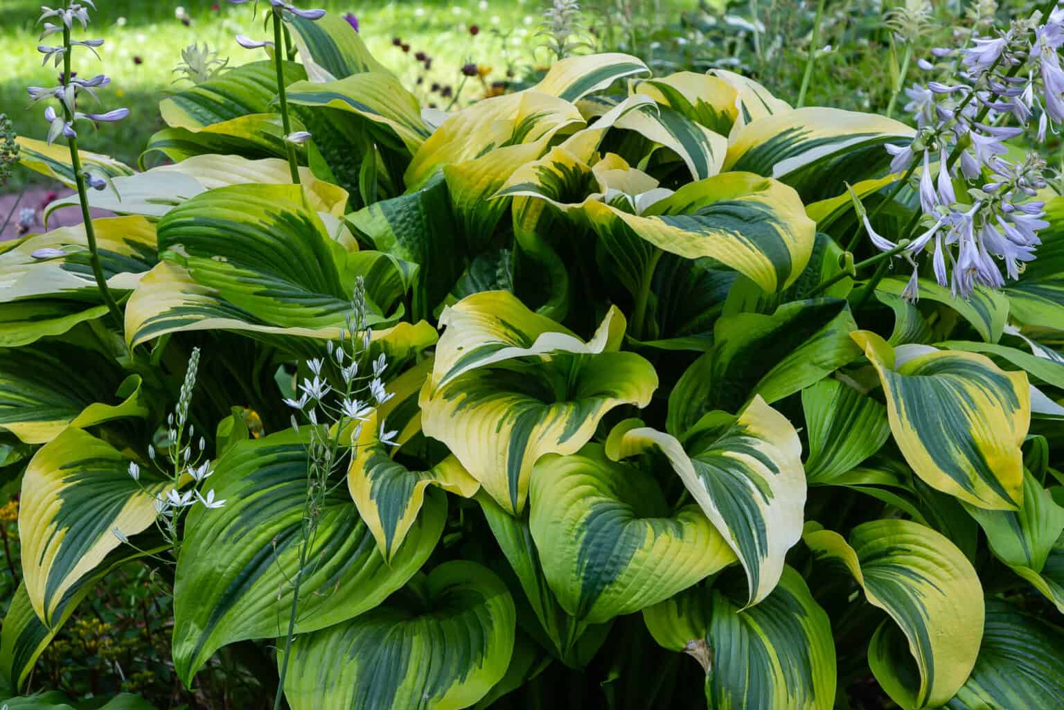 How to make hostas grow bigger 🌱 📈 Unlocking the secrets to giant leaves