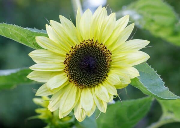 10 branching sunflowers 🌻 🔀 The multiple-headed marvels of the garden