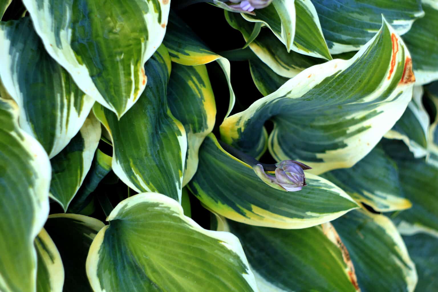 How often to water hostas ???? ???? Striking the balance for lush growt