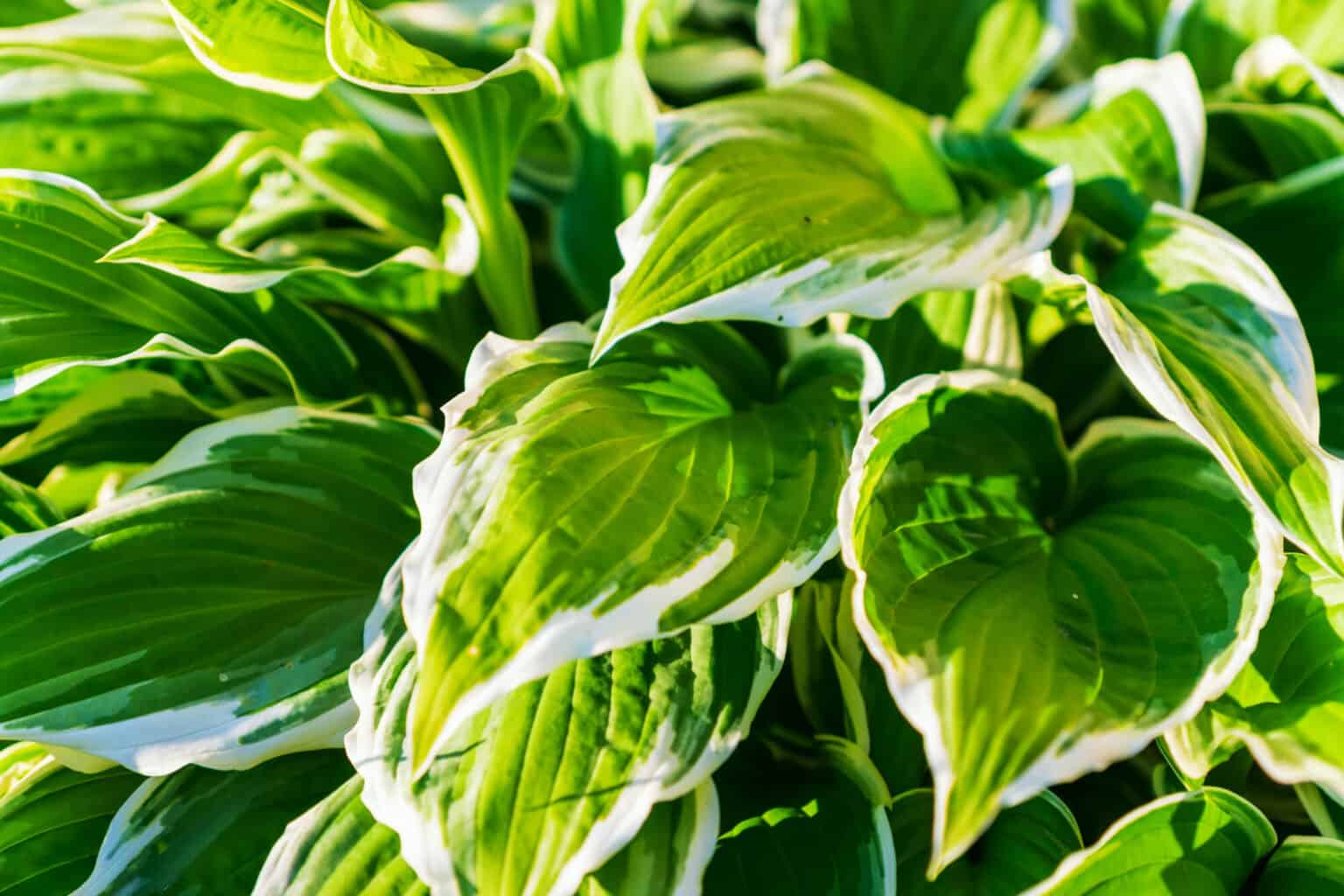 When do hostas come up? 🌱 🌿 Timing the arrival of these shade garden ...