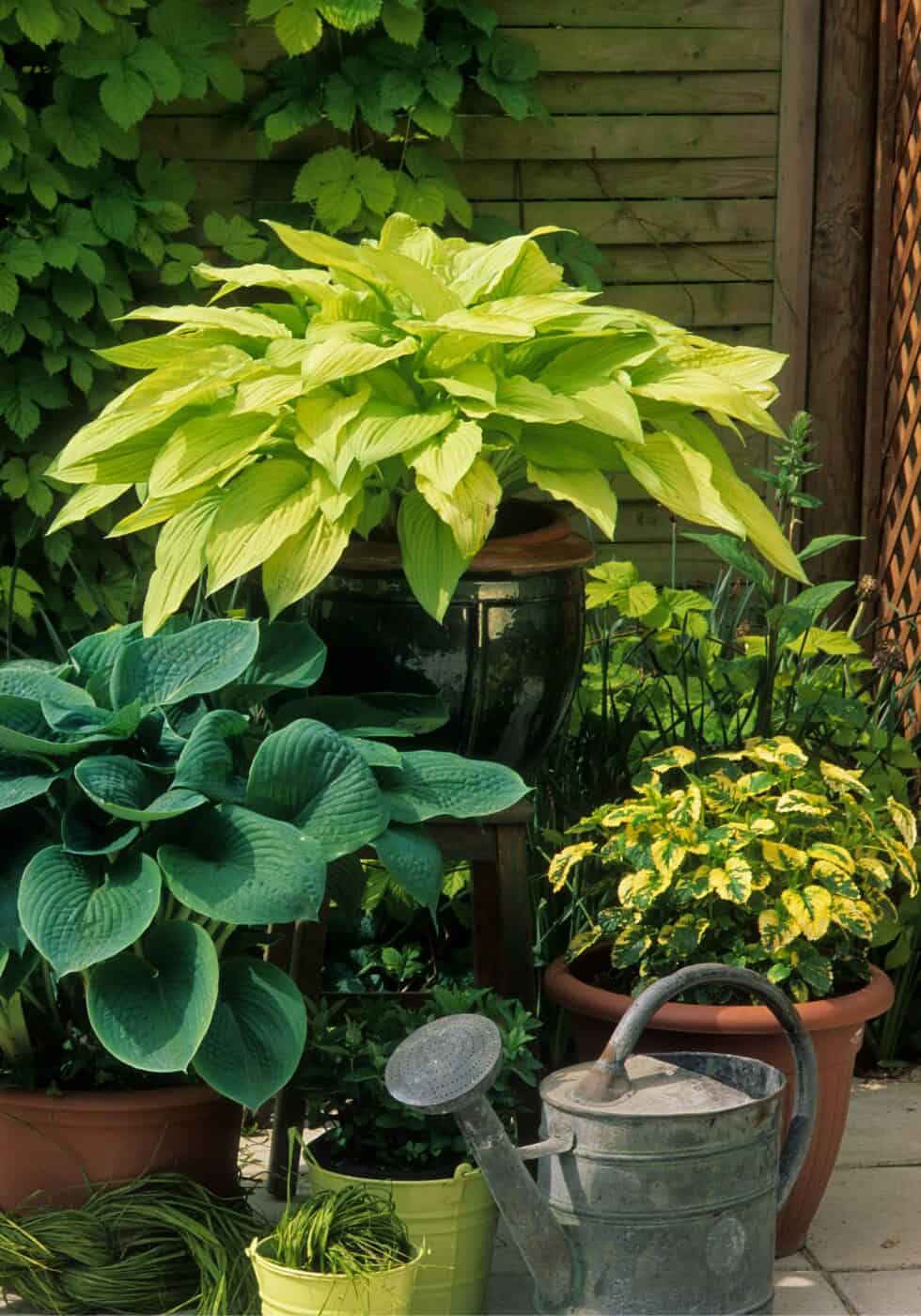 How to grow hostas in pots 🌿 🍯 Elevate your garden with containers
