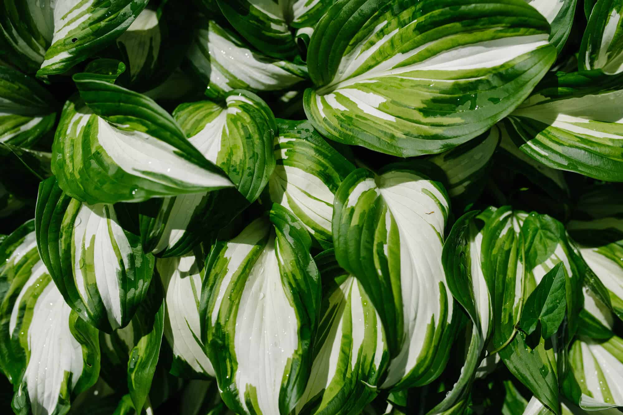 Vulcan hosta