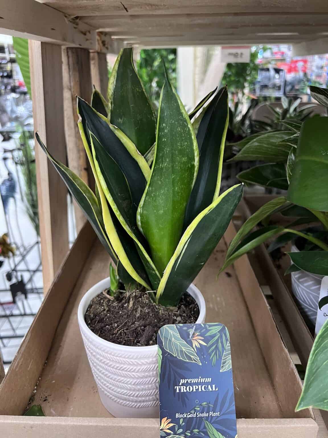 10 snake plant varieties 🌱 🎨 Exploring the diverse world of Sansevieria