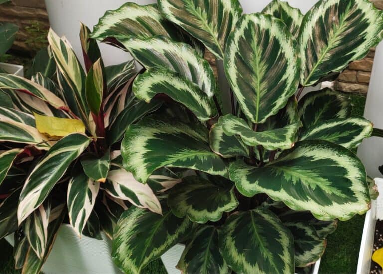 10 calathea varieties 🌱 🎨 Unraveling the colorful world of striking ...