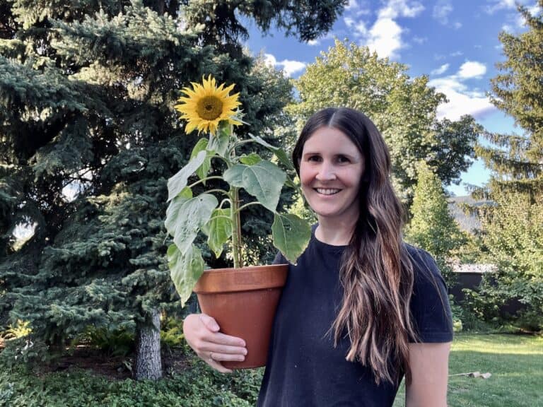 10 dwarf sunflowers to grow 🌻🔍 Little giants with big charm