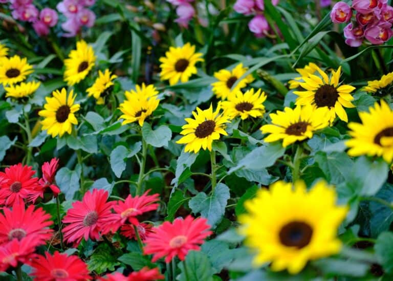 10 dwarf sunflowers to grow 🌻🔍 Little giants with big charm