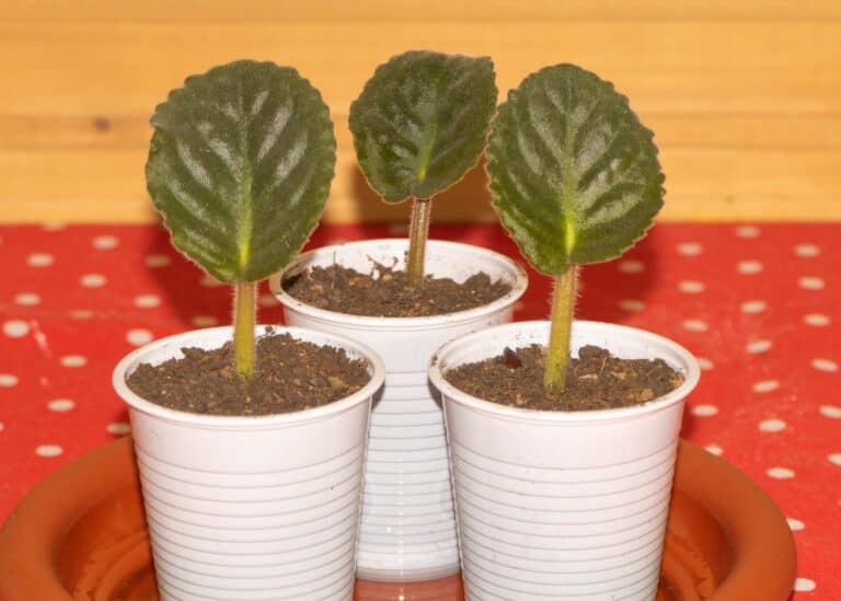 How to propagate African violets 🌱 ️ Turning one beauty into many