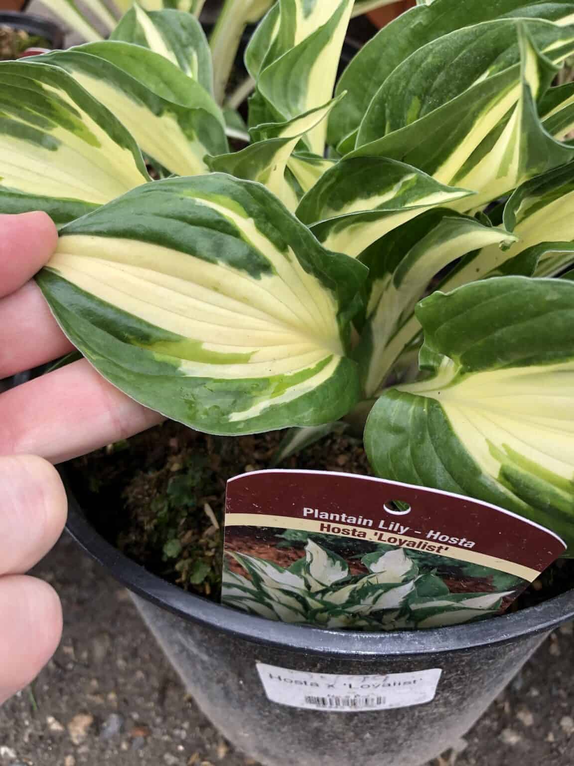 Loyalist hosta 🌱 ️ Embracing pure centers and bold borders