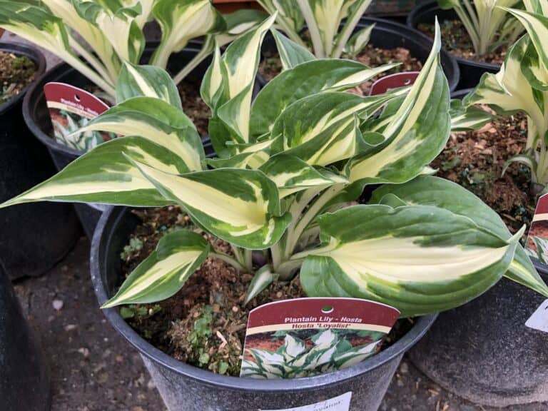 Loyalist hosta 🌱 ️ Embracing pure centers and bold borders