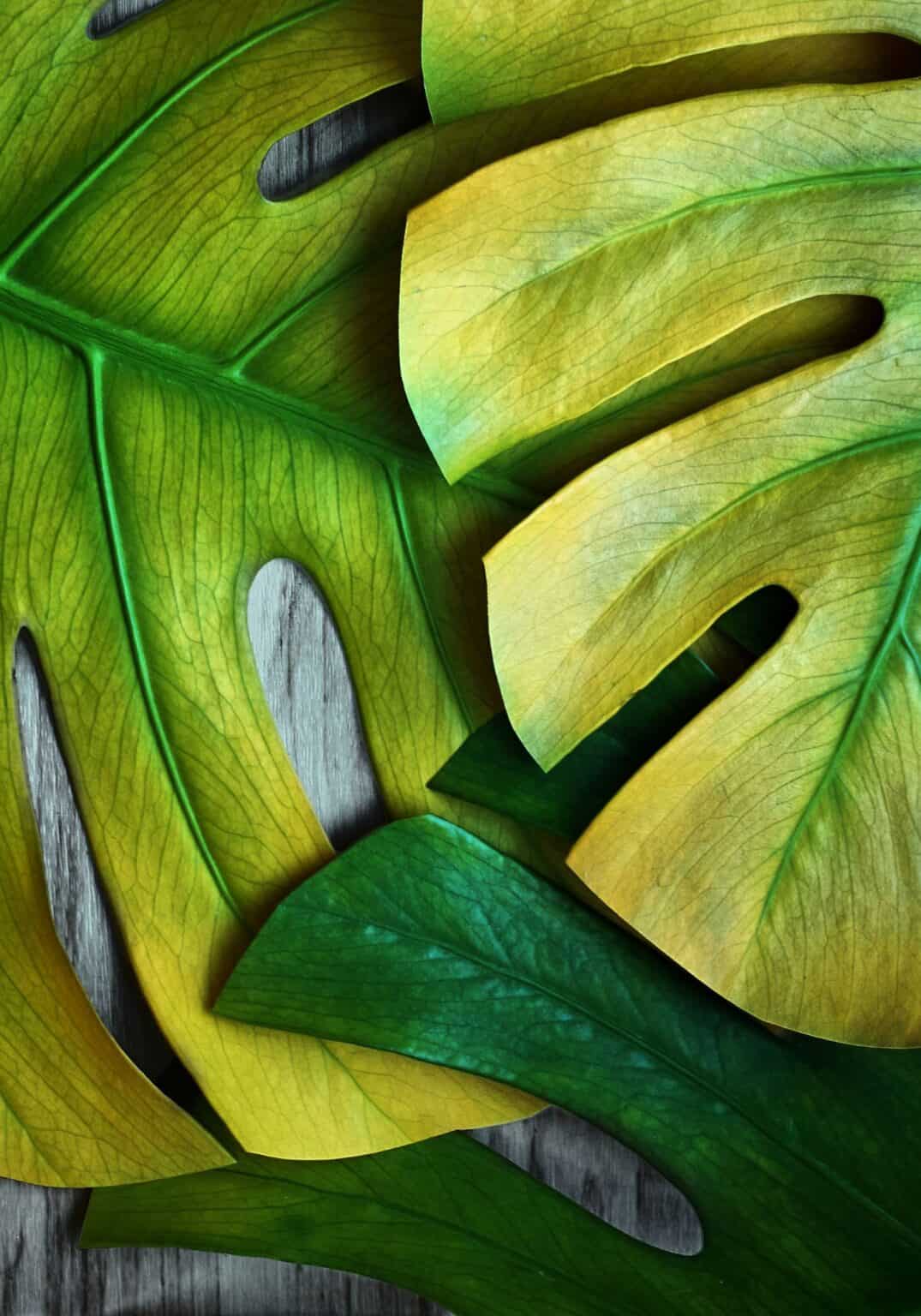 Monstera leaves turning yellow? ???? ???? Navigating common culprits ...