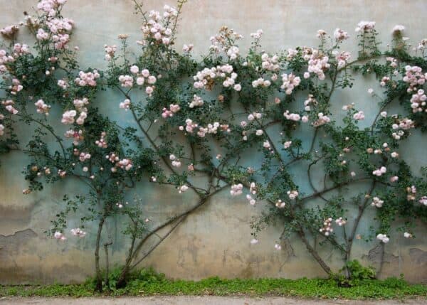 10 rose garden ideas 🌹 💡 Crafting a fragrant oasis of color and elegance