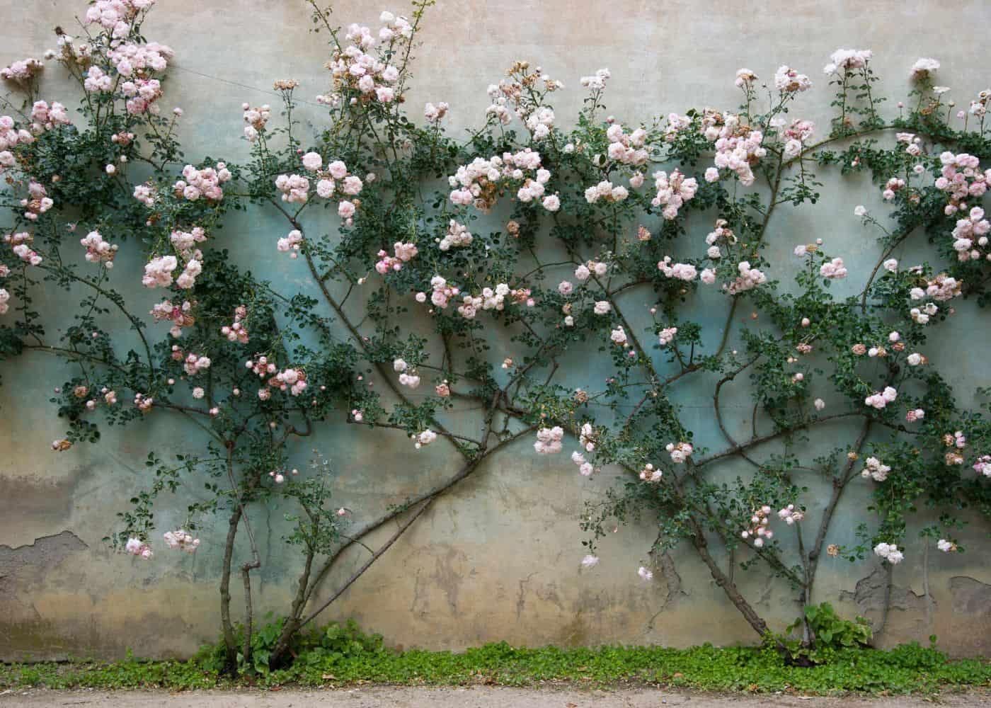 10 rose garden ideas 🌹 💡 Crafting a fragrant oasis of color and elegance