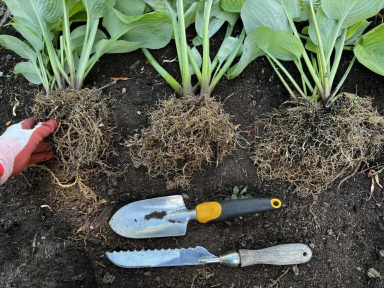 Annual vs perennial plants 🌼 🍂 What's the difference and why it matters