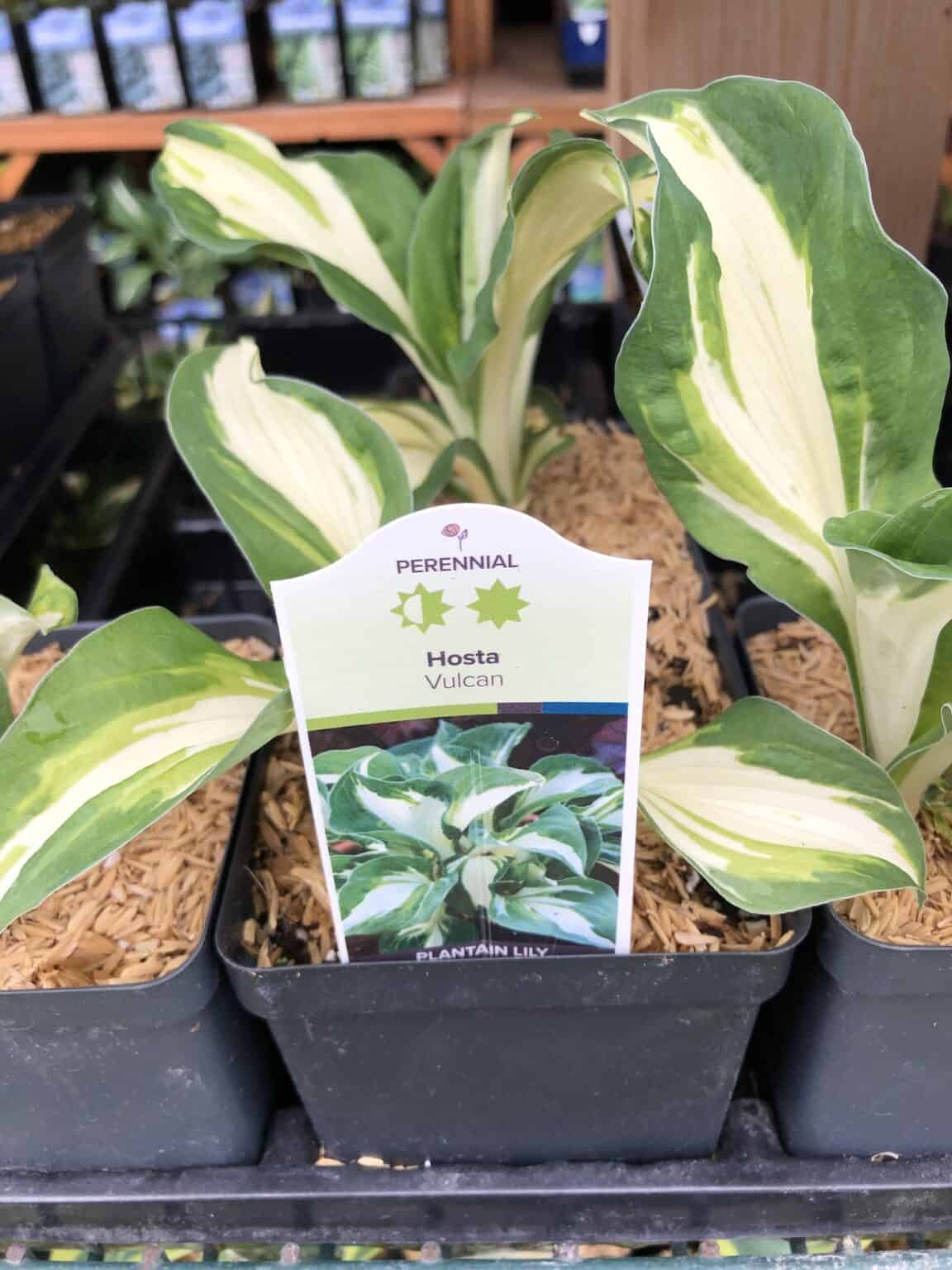Vulcan hosta 🌱 🔥 A leafy beauty with striking contrast