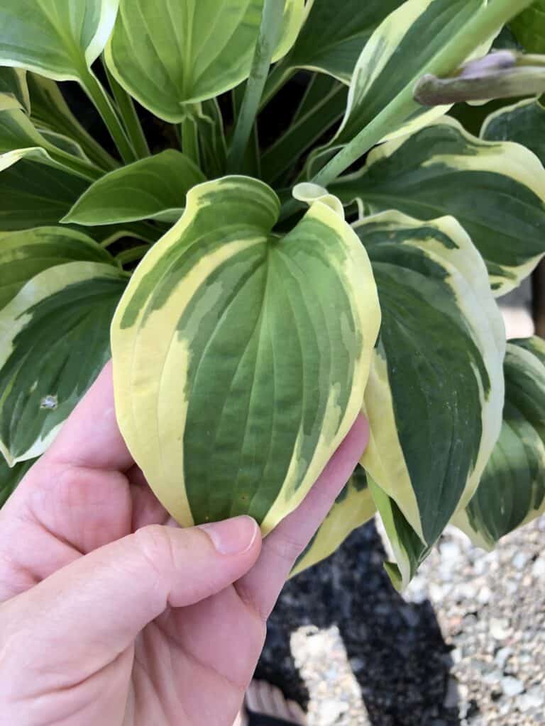 How to transplant hostas 🌿 🚛 Take the stress out of relocation
