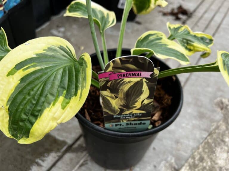 Planting hostas 🌿 🌱 A step-by-step guide to setting them right