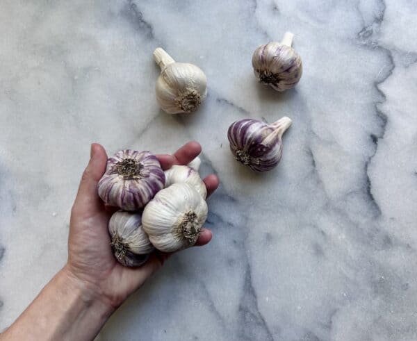 15+ garlic varieties 🌱 🧄 Journeying through the flavorful world of bulbs