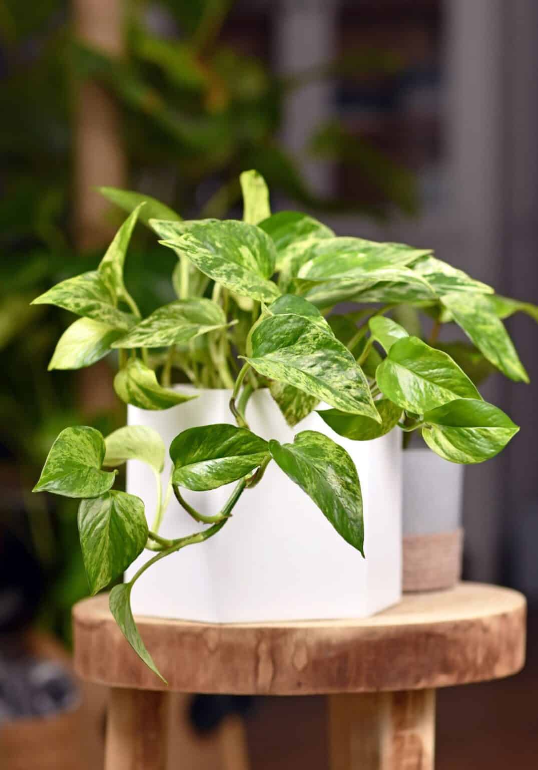 Marble Queen pothos 🌱 ⚪ The allure of marbled green and white foliage