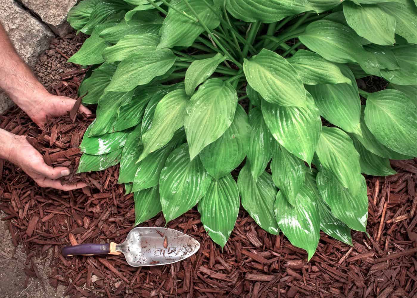 Hosta care 🌱 🌿 Mastering the art of growing shade-loving perennials