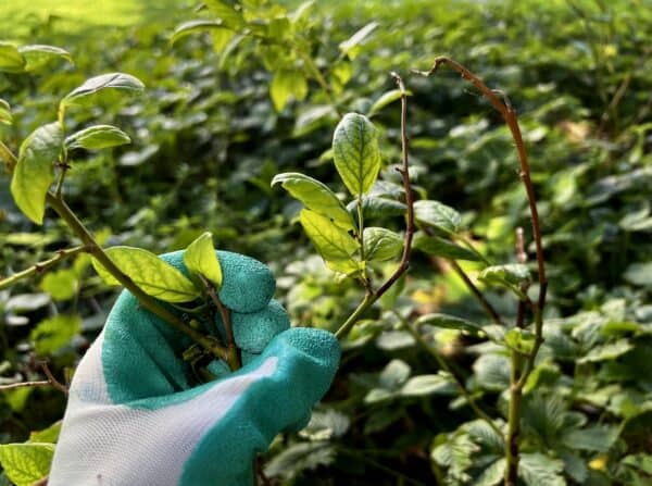 Pruning blueberries 🫐 ️ Enhancing yields with the right cuts