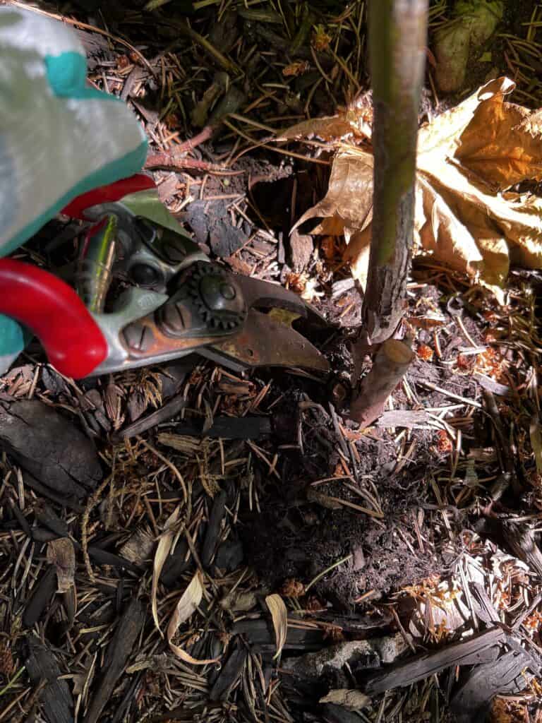 Pruning blueberries 🫐 ️ Enhancing yields with the right cuts