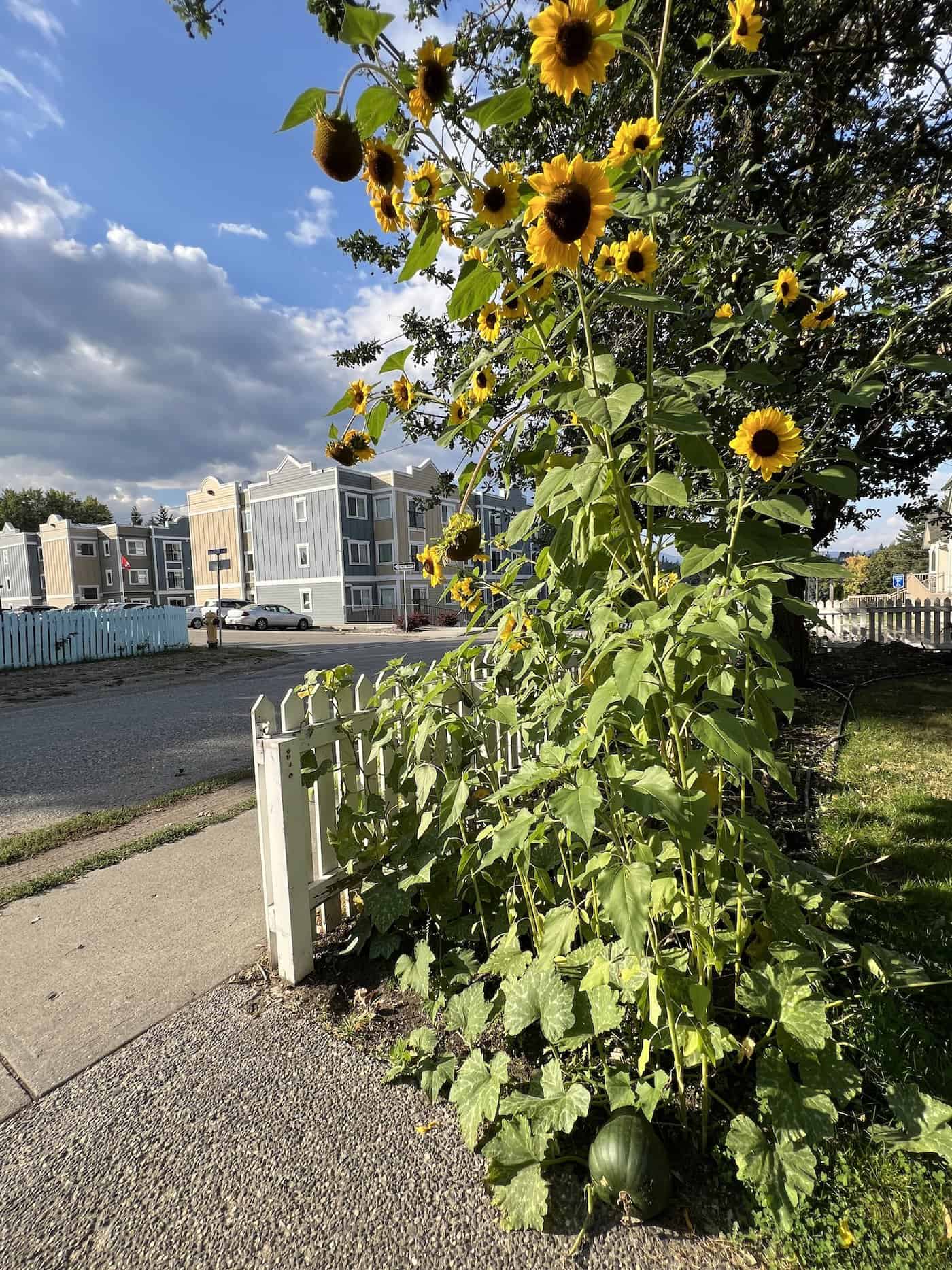 10 sunflower garden ideas 🌻 ☀️ Cultivating fields of golden delight