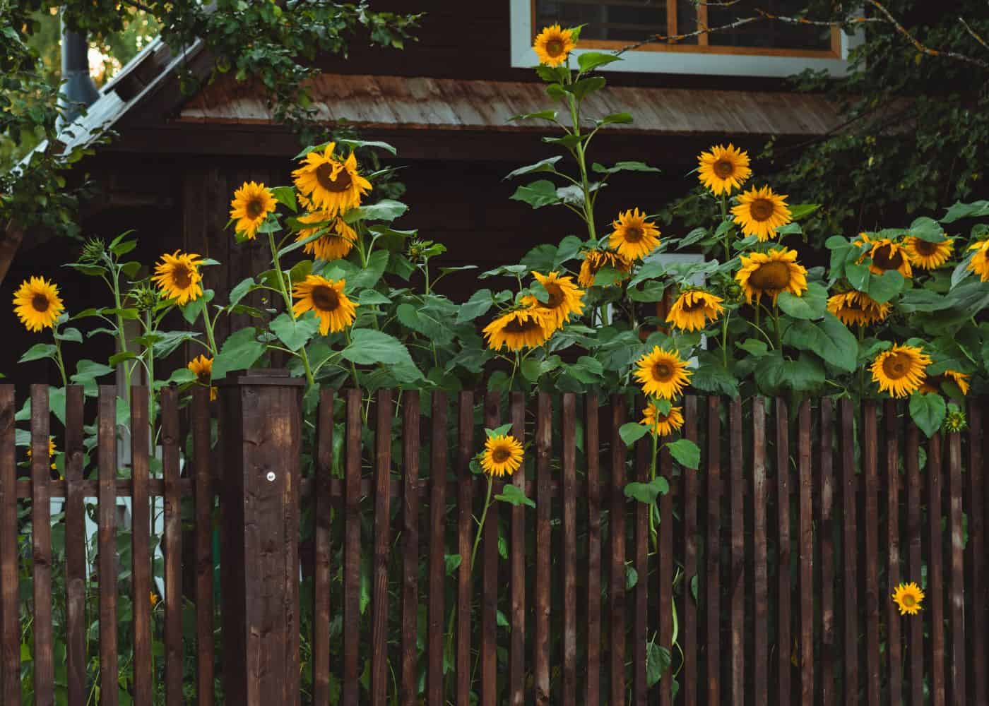 10 sunflower garden ideas 🌻 ☀️ Cultivating fields of golden delight