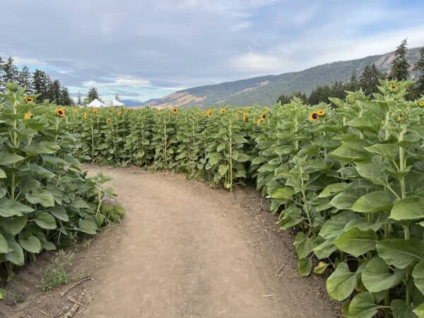 10 sunflower garden ideas 🌻 ☀️ Cultivating fields of golden delight