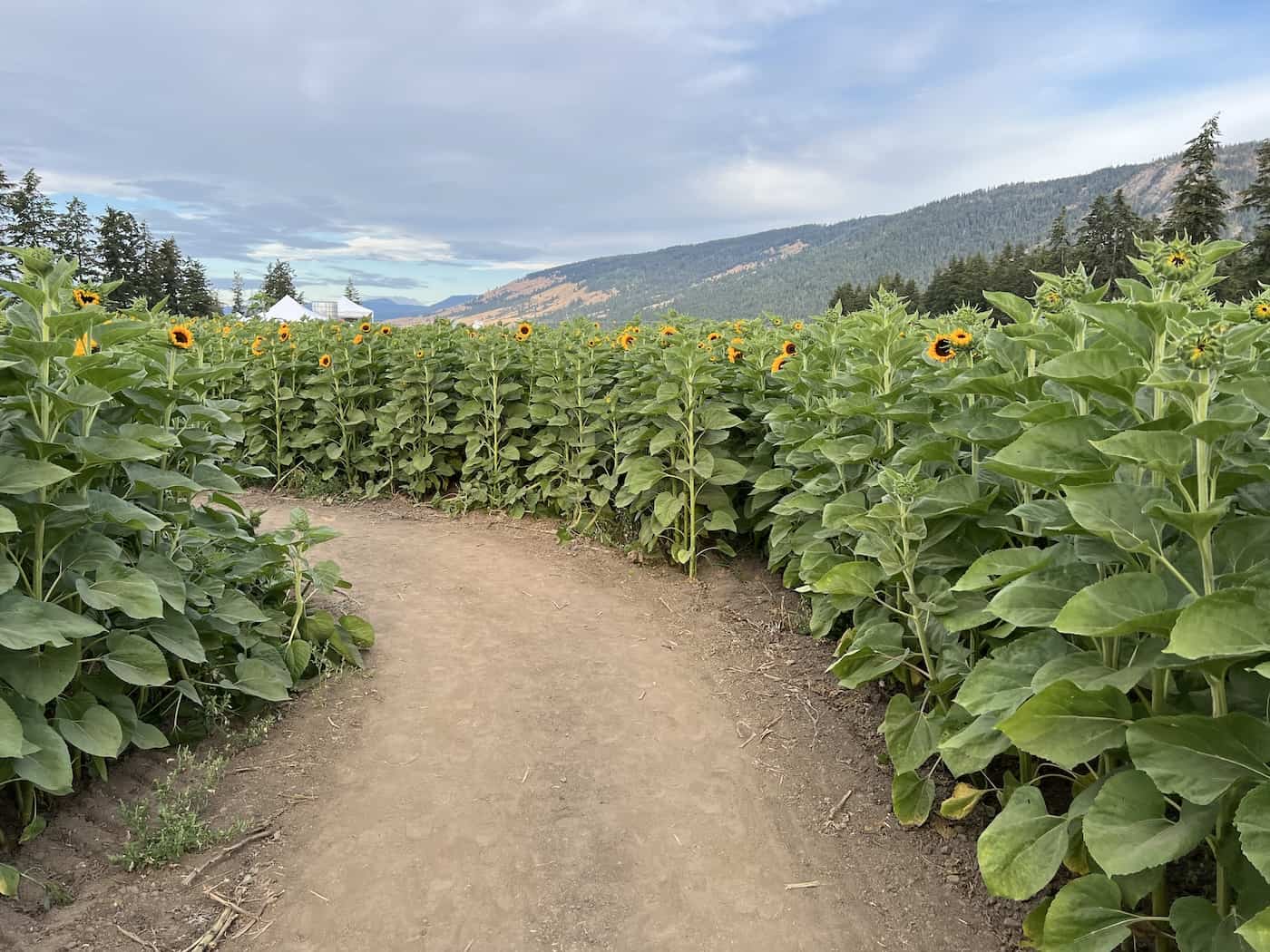 10 sunflower garden ideas 🌻 ☀️ Cultivating fields of golden delight