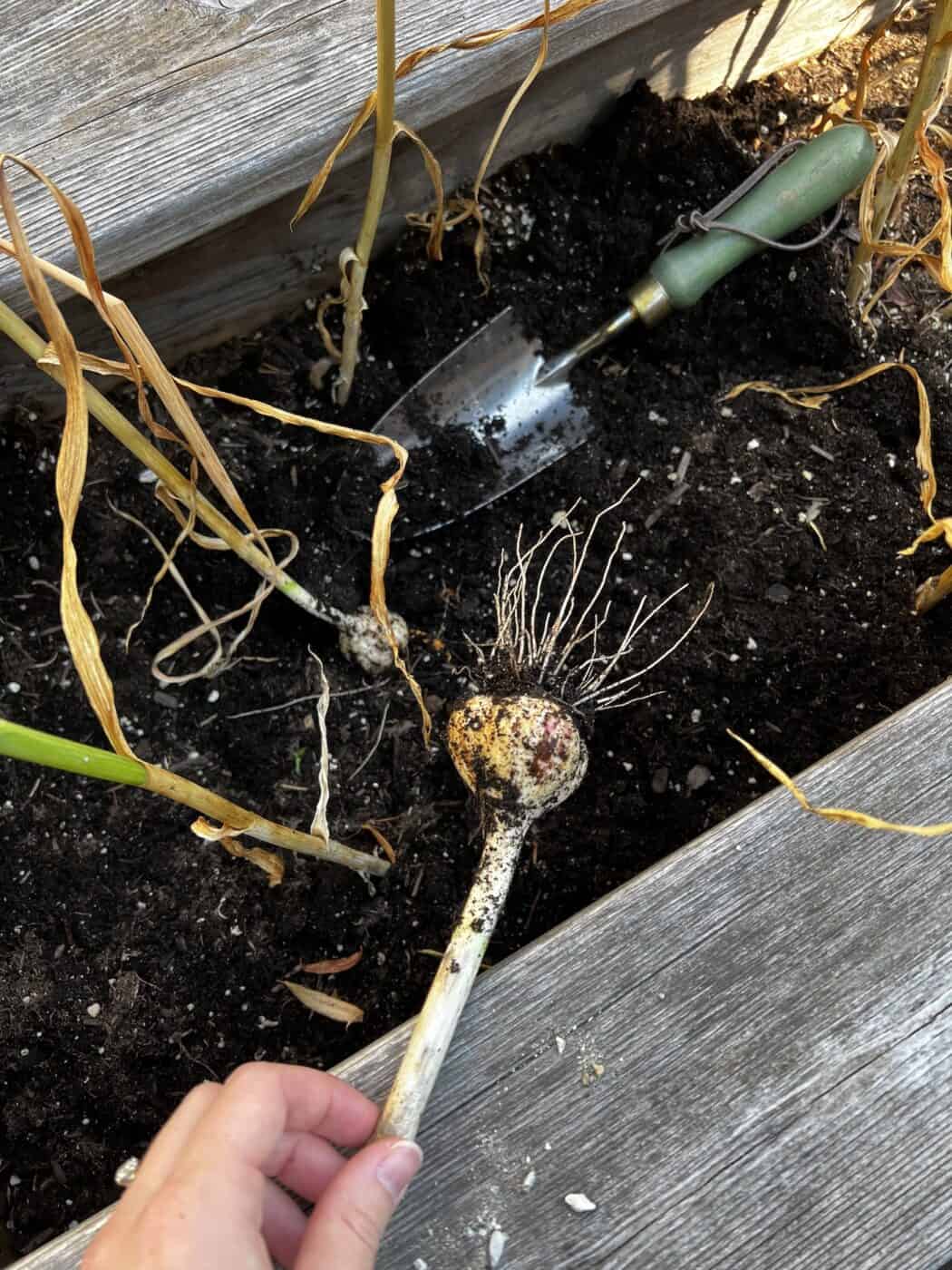 15+ garlic varieties 🌱 🧄 Journeying through the flavorful world of bulbs