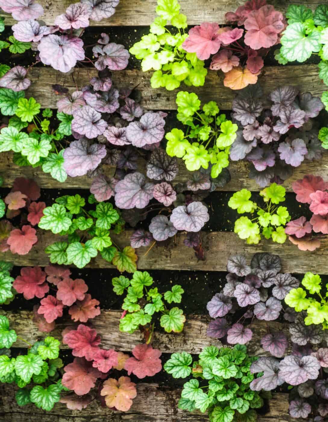 Coral bells 🌸 🔔 Celebrating the charm of Heuchera in the garden