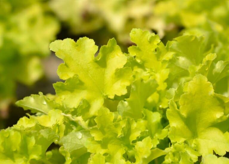 Coral bells 🌸 🔔 Celebrating the charm of Heuchera in the garden