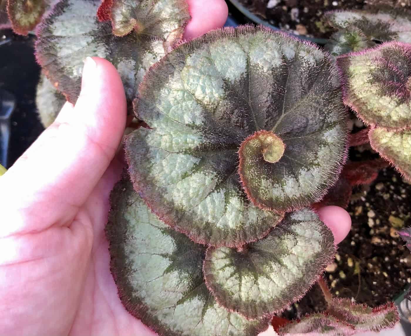 How to grow begonias 🏡🌸 Tips for flourishing flowers all season long!