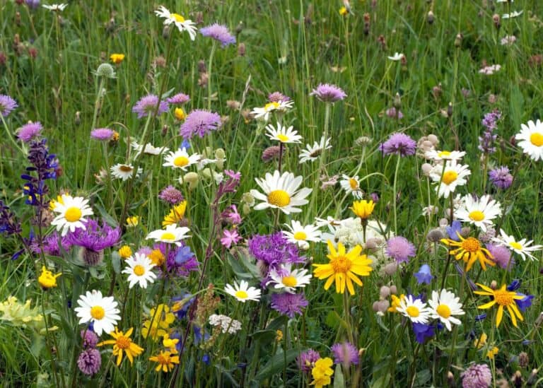 10 pollinator garden ideas 🌸 🦋 Creating a haven for bees, butterflies ...