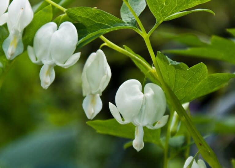 Bleeding heart plant 🌸 ️ Graceful arches and heart-shaped blooms