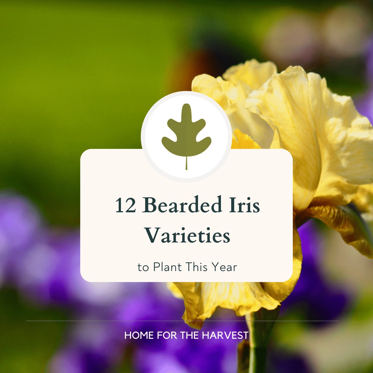 14 bearded iris varieties 🌸 🎨 A spectrum of colors and patterns to adore