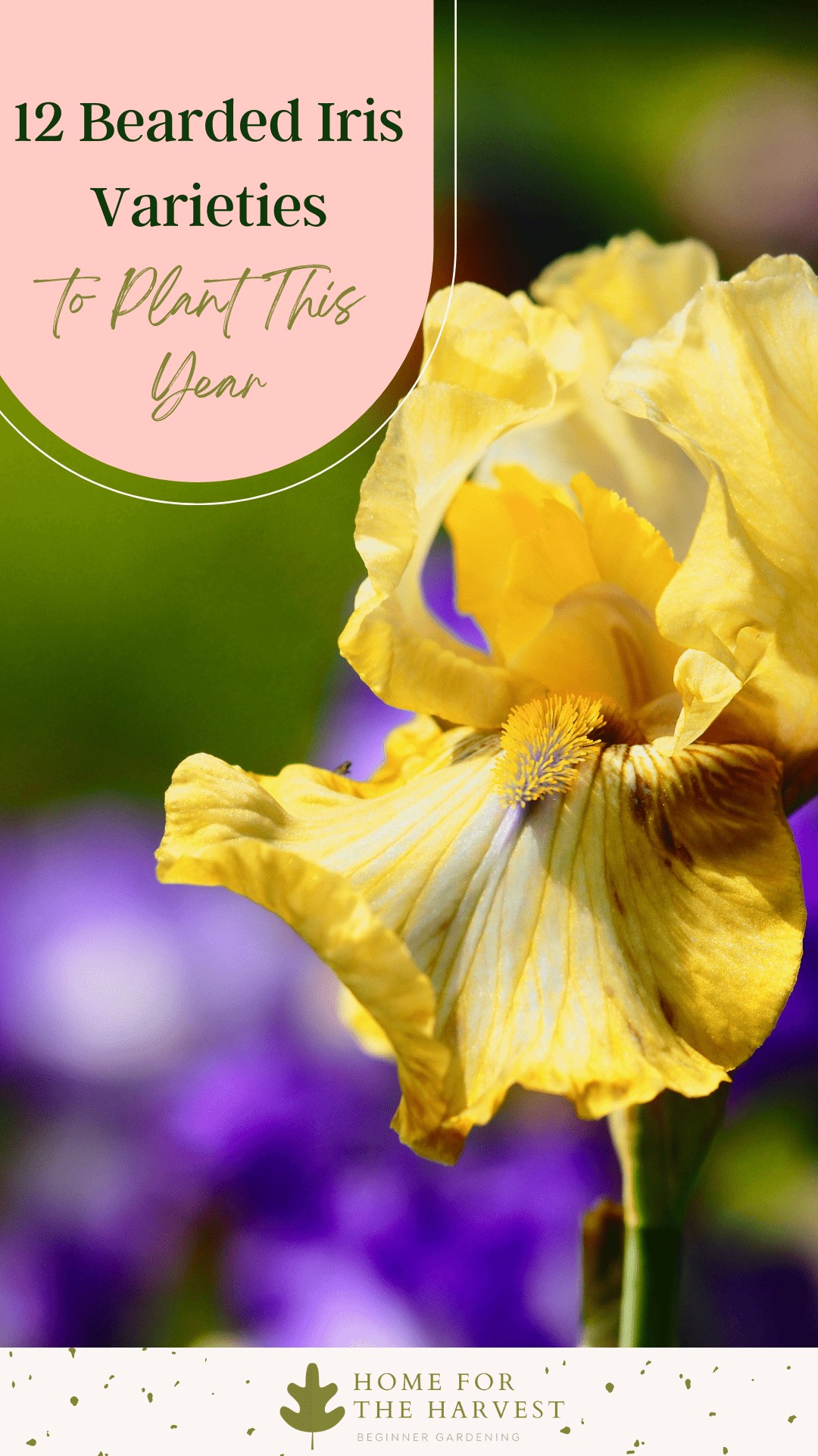 14 bearded iris varieties 🌸 🎨 A spectrum of colors and patterns to adore