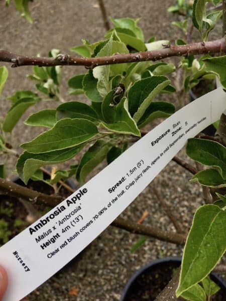 How tall do apple trees grow? 🍎 📏 Gauging their growth from sapling to ...