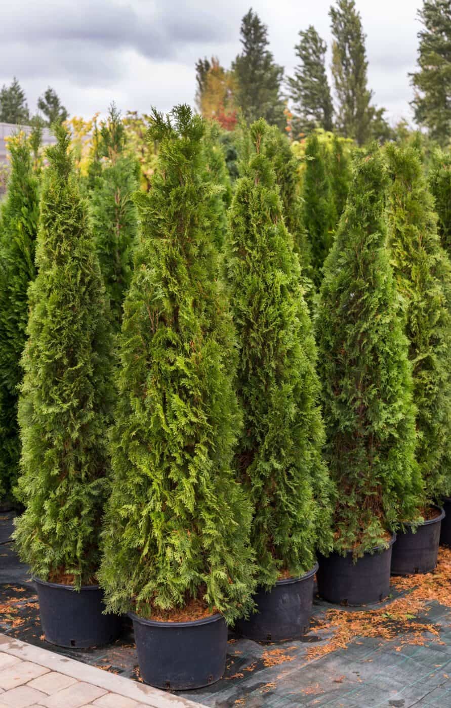 Trimming Emerald Green arborvitae 🌲 ️ Shaping your evergreens to perfection
