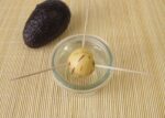 When to graft avocado trees 🥑 🔪 Timing for successful propagation