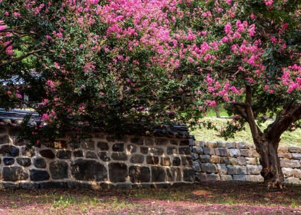 How tall do crepe myrtle trees get? ???? ???? Navigating their full-grown stature
