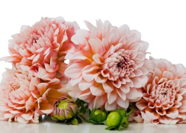 15 flowers that look like roses 🌹 🔍 Discovering doppelgangers in the ...