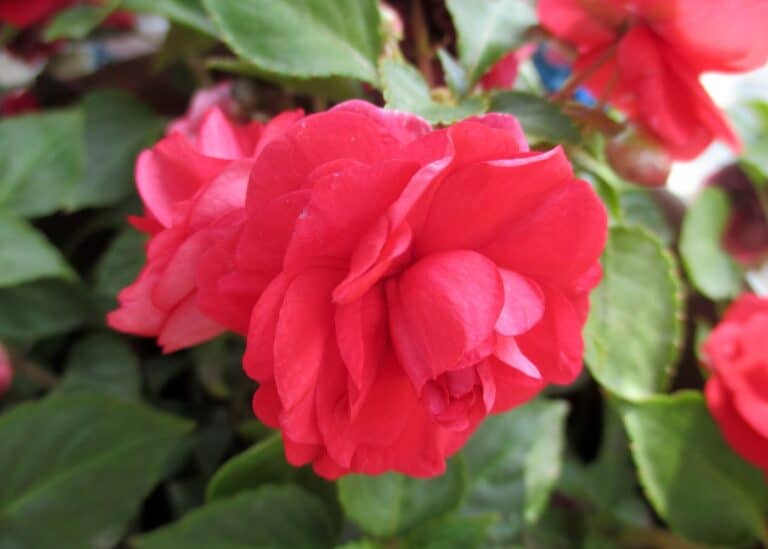 15 flowers that look like roses 🌹 🔍 Discovering doppelgangers in the ...