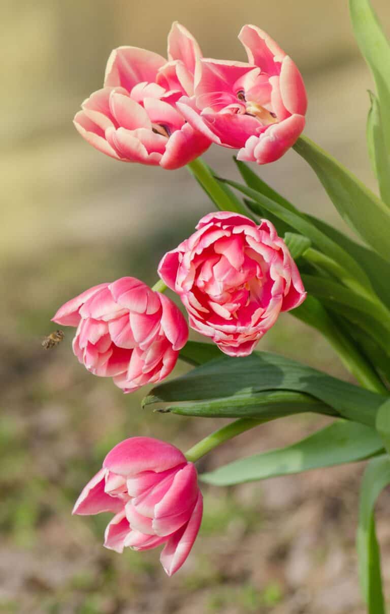 15 flowers that look like roses 🌹 🔍 Discovering doppelgangers in the ...