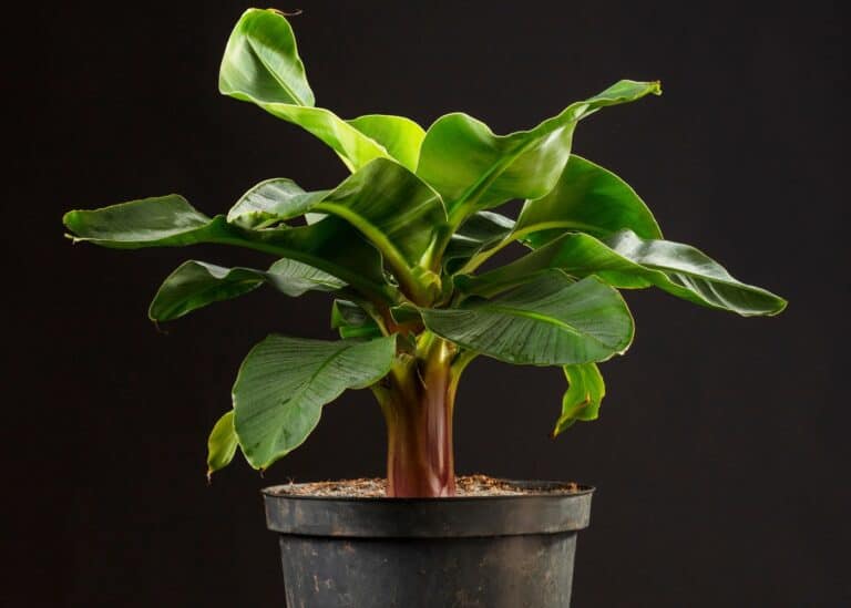 How do banana trees grow? 🍌 🌱 The journey from sprout to fruit cluster