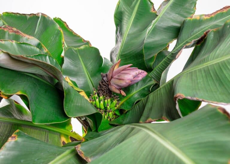 How do banana trees grow? 🍌 🌱 The journey from sprout to fruit cluster