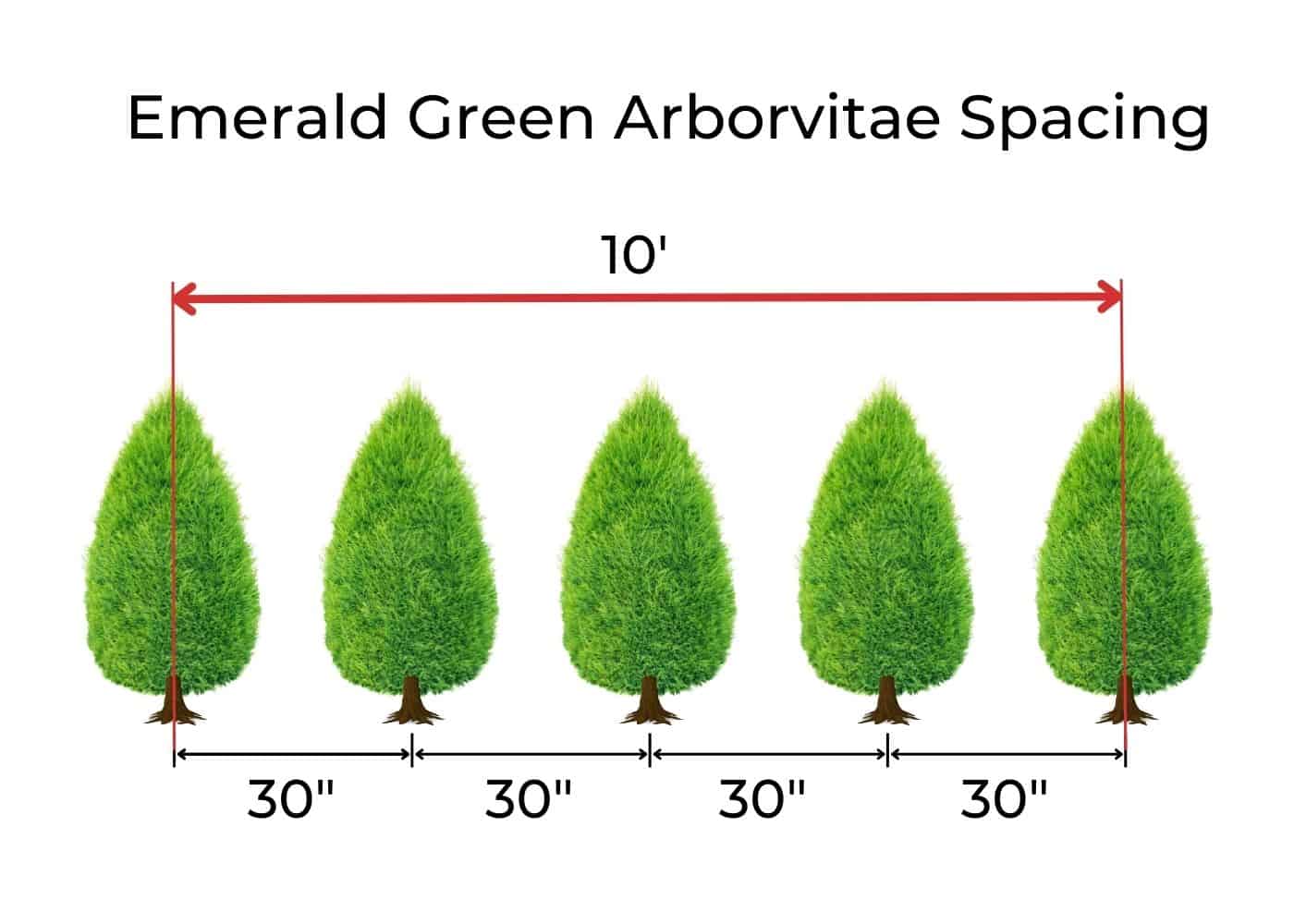 Emerald Green Arborvitae spacing for a quick privacy hedge | Home for ...