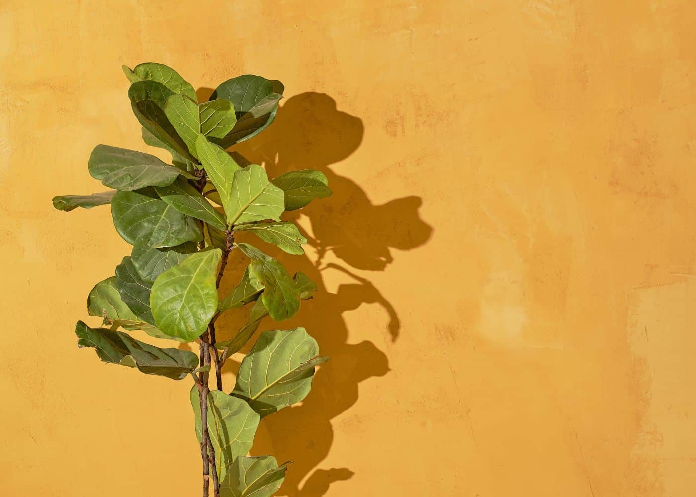 Fiddle leaf fig light requirements 🌿 ☀️ Finding the perfect glow for growth